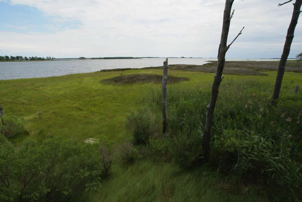 Sika Deer Parcel 157 - Timber Island